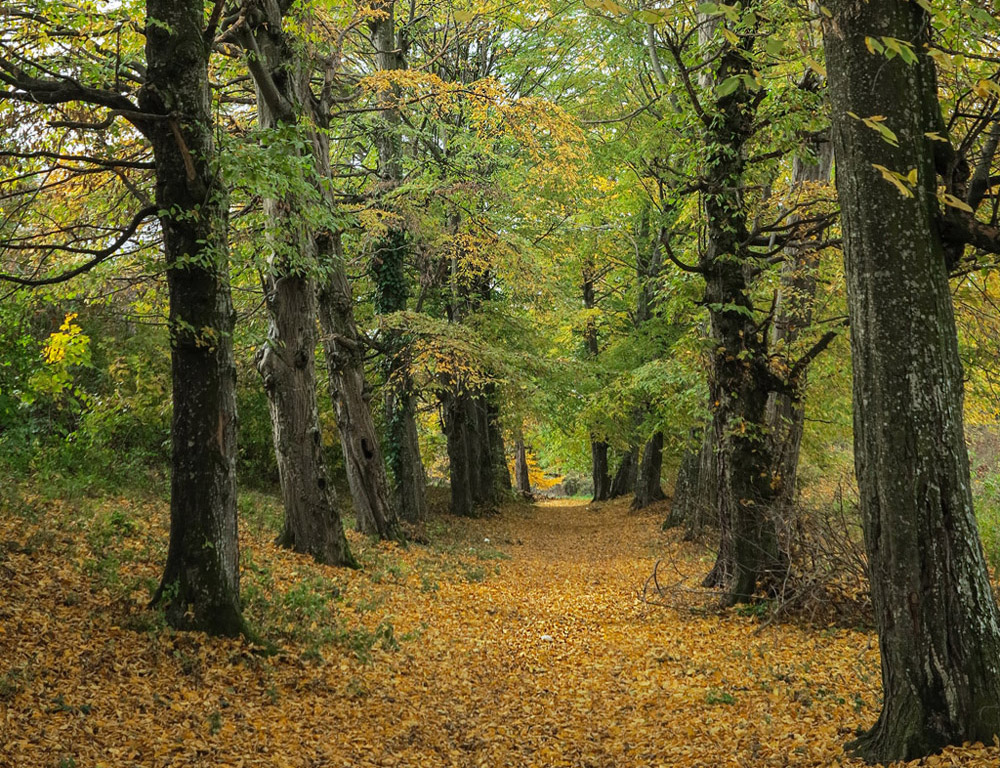 Reporter pur si simplu